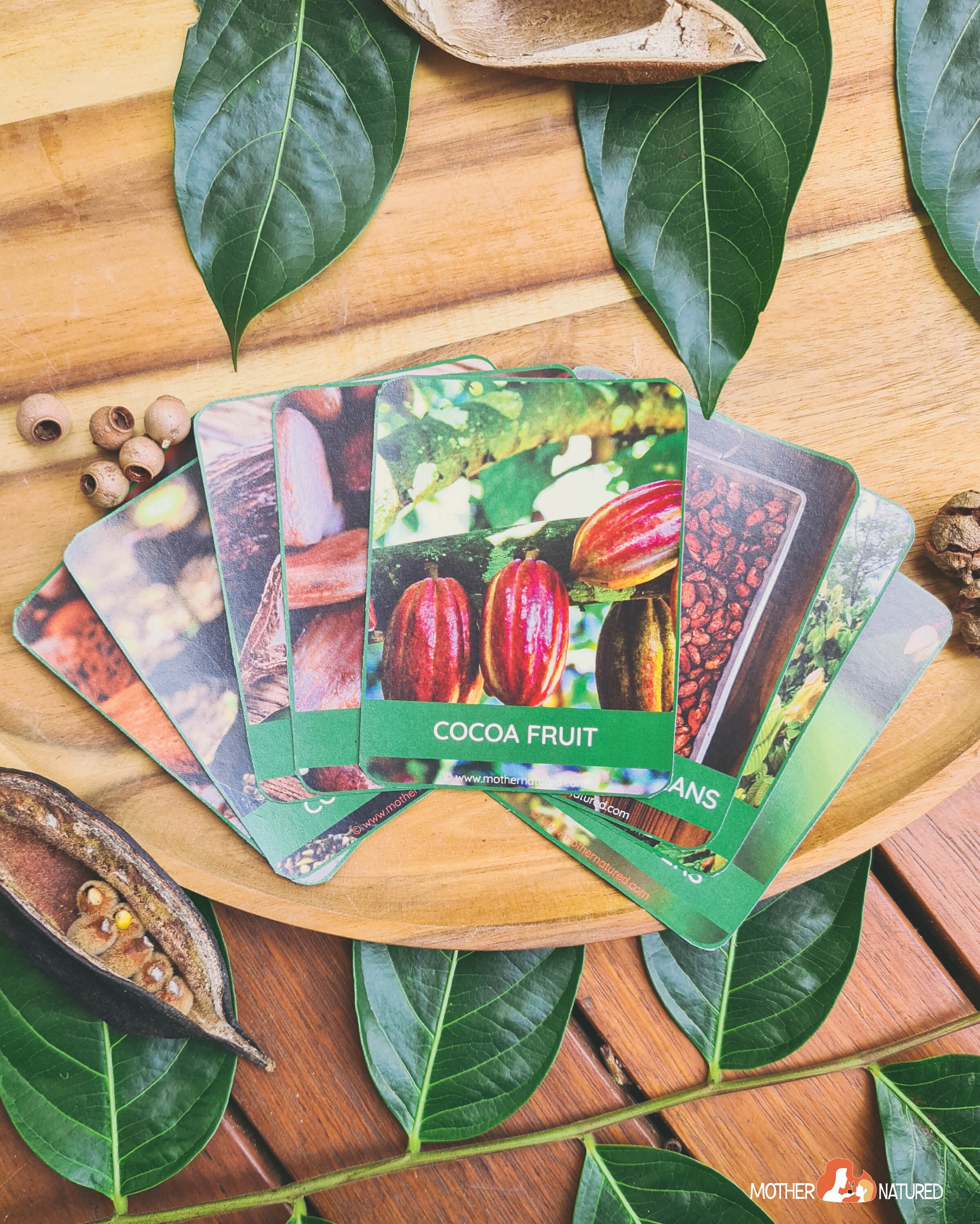 Cocoa Tree Life Cycle Chocolate Activity Chocolate Printable Chocolate ...