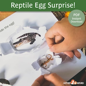 Reptile Egg Surprise Game | Reptile Egg Activity | Reptile Easter Egg ...