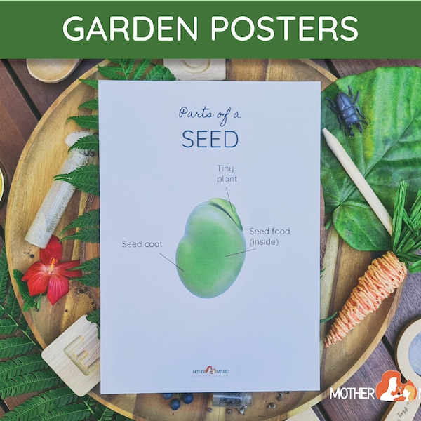 Parts of a Plant Poster - Etsy
