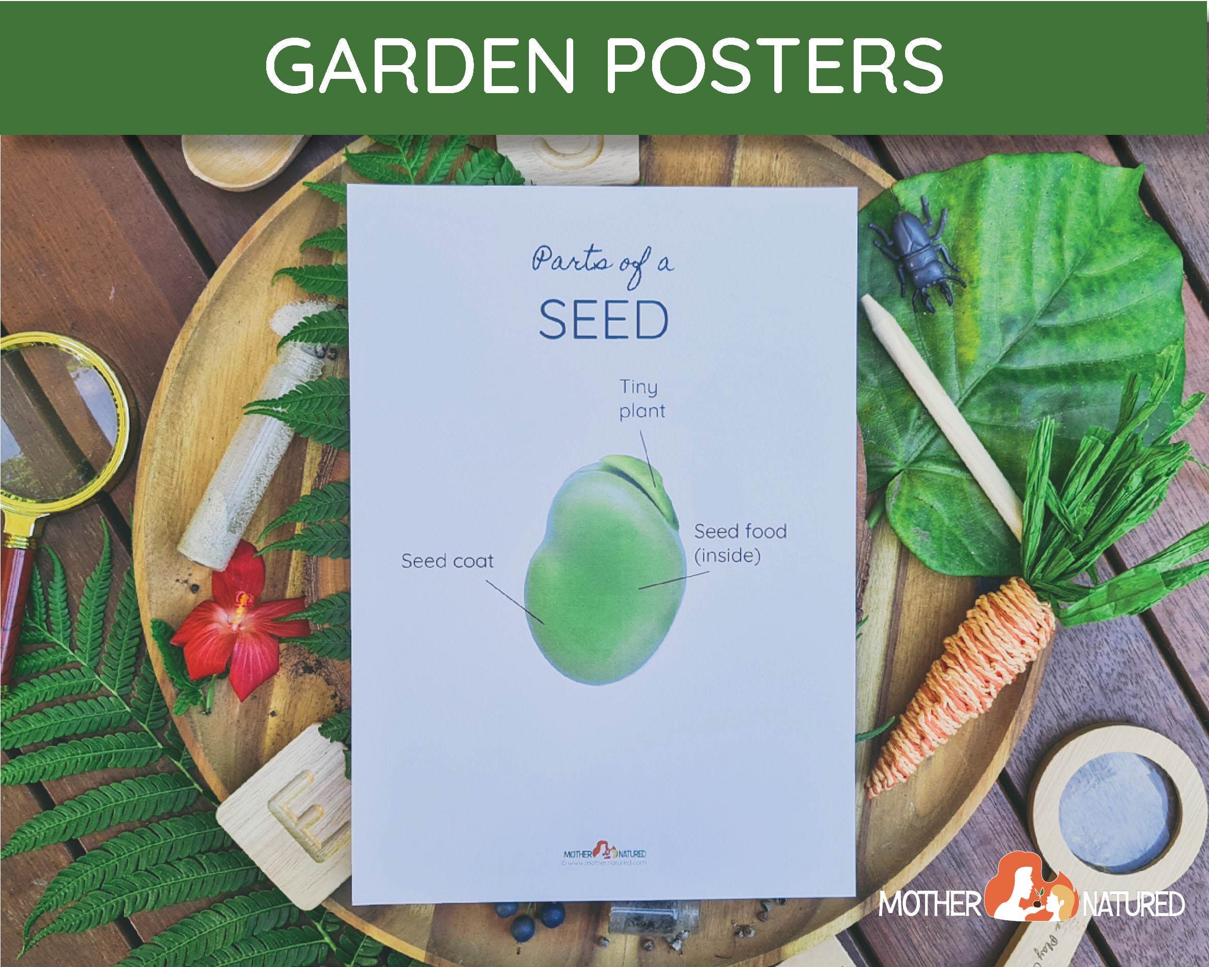 FOUR Garden Posters Parts Of A Plant Parts Of A Seed Parts Of A Fruit four-garden-posters-parts-of-a-plant-parts-of-a-seed-parts-of-a-fruit