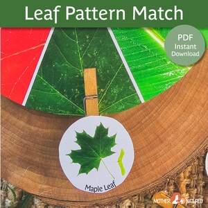 Leaf Matching Activity | Leaf Pattern Activity | Autumn Study Printable ...