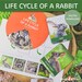 Rabbit Life Cycle | European Rabbit Resources | Bunny Printables ...
