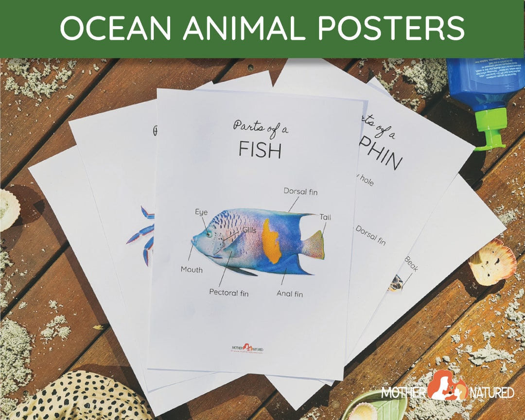 Ocean Animal Posters Marine Animal Posters Parts of - Etsy