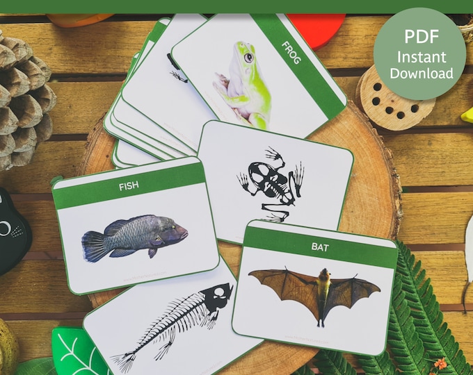 Animals Skeletons X-ray Matching Flash Cards | a Set of 24 Cards to ...
