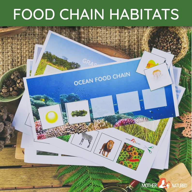 Food Chain Habitat Worksheets | Food Chain Activity | Food Chain ...