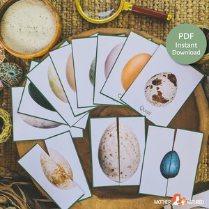 Bird Egg Identification for Kids | Bird Egg Activity | Bird Egg ID ...