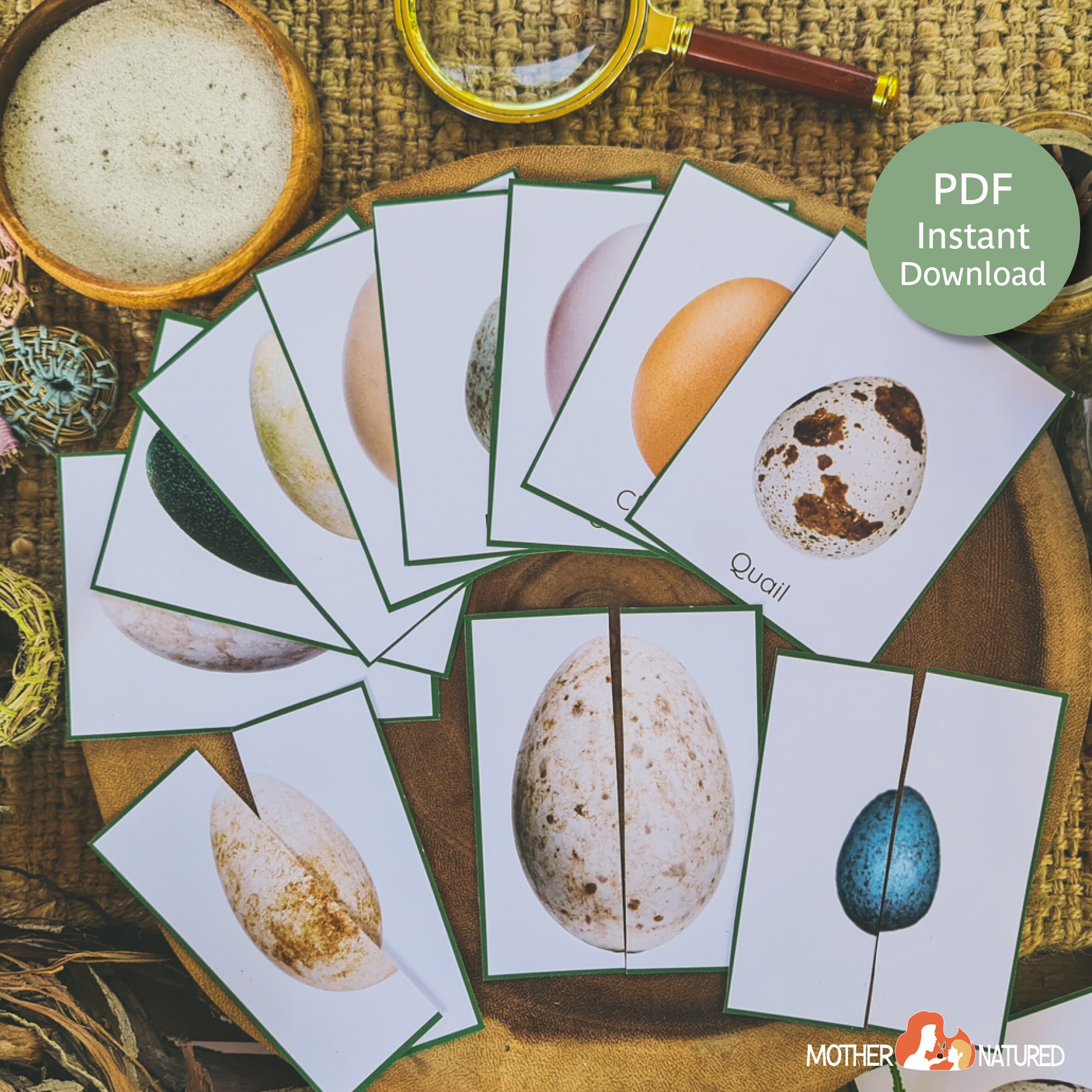 Bird Egg Identification for Kids | Bird Egg Activity | Bird Egg ID ...