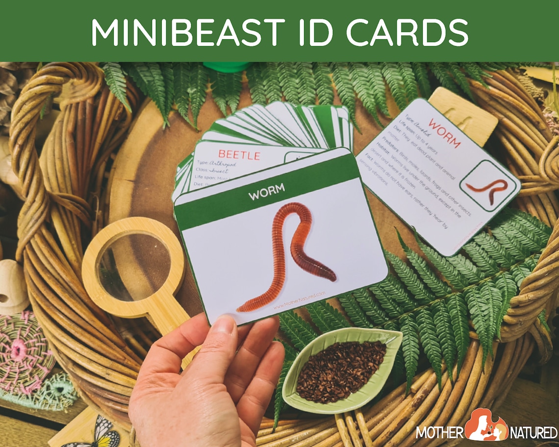 Minibeast Identification Cards Minibeast Cards Minibeast - Etsy