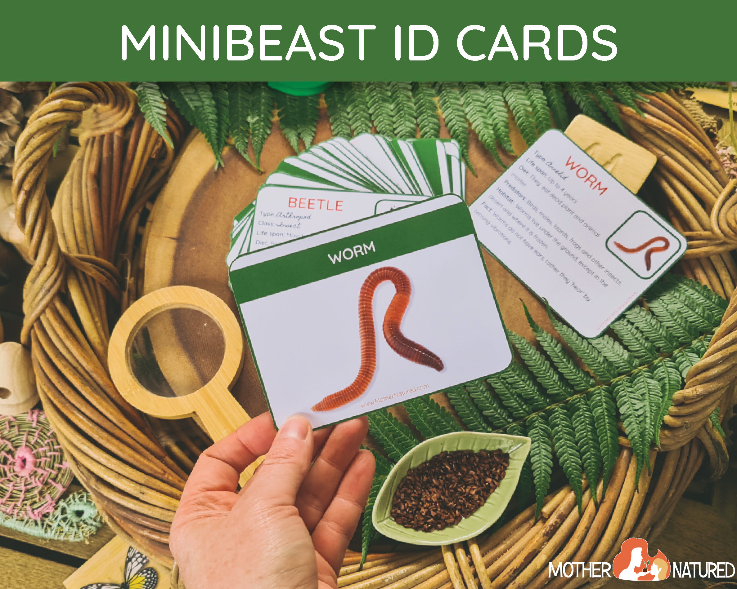 Minibeast Identification Cards Minibeast Cards Minibeast - Etsy Australia