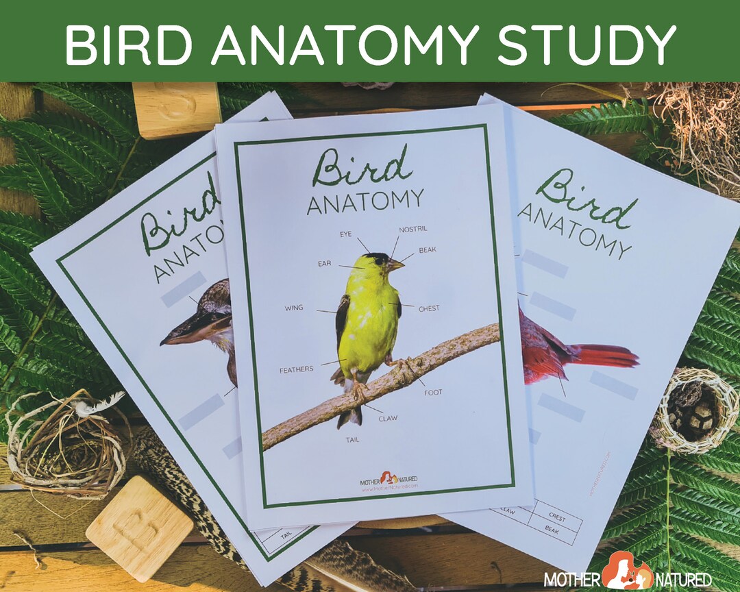 Bird Anatomy Study | Parts of a Bird Study | Bird Anatomy Printables ...