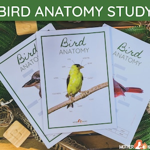 Bird Anatomy Study | Parts of a Bird Study | Bird Anatomy Printables ...
