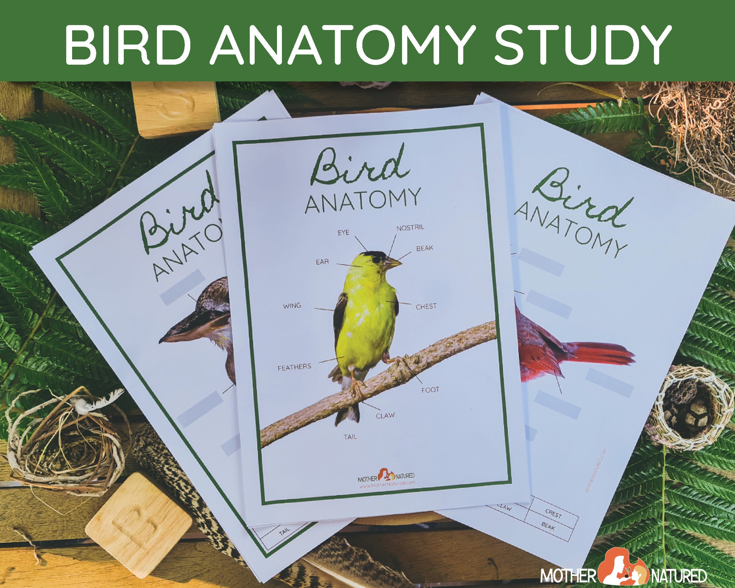 Bird Anatomy Study Parts of a Bird Study Bird Anatomy - Etsy