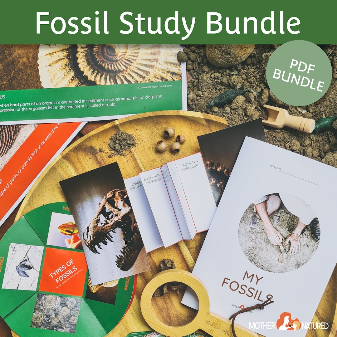 FOSSIL Printables for Kids | Fossil Bundle | Dinosaur Digital Download ...
