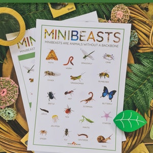 Types of Minibeasts Posters | Minibeast Posters | Minibeast Study ...