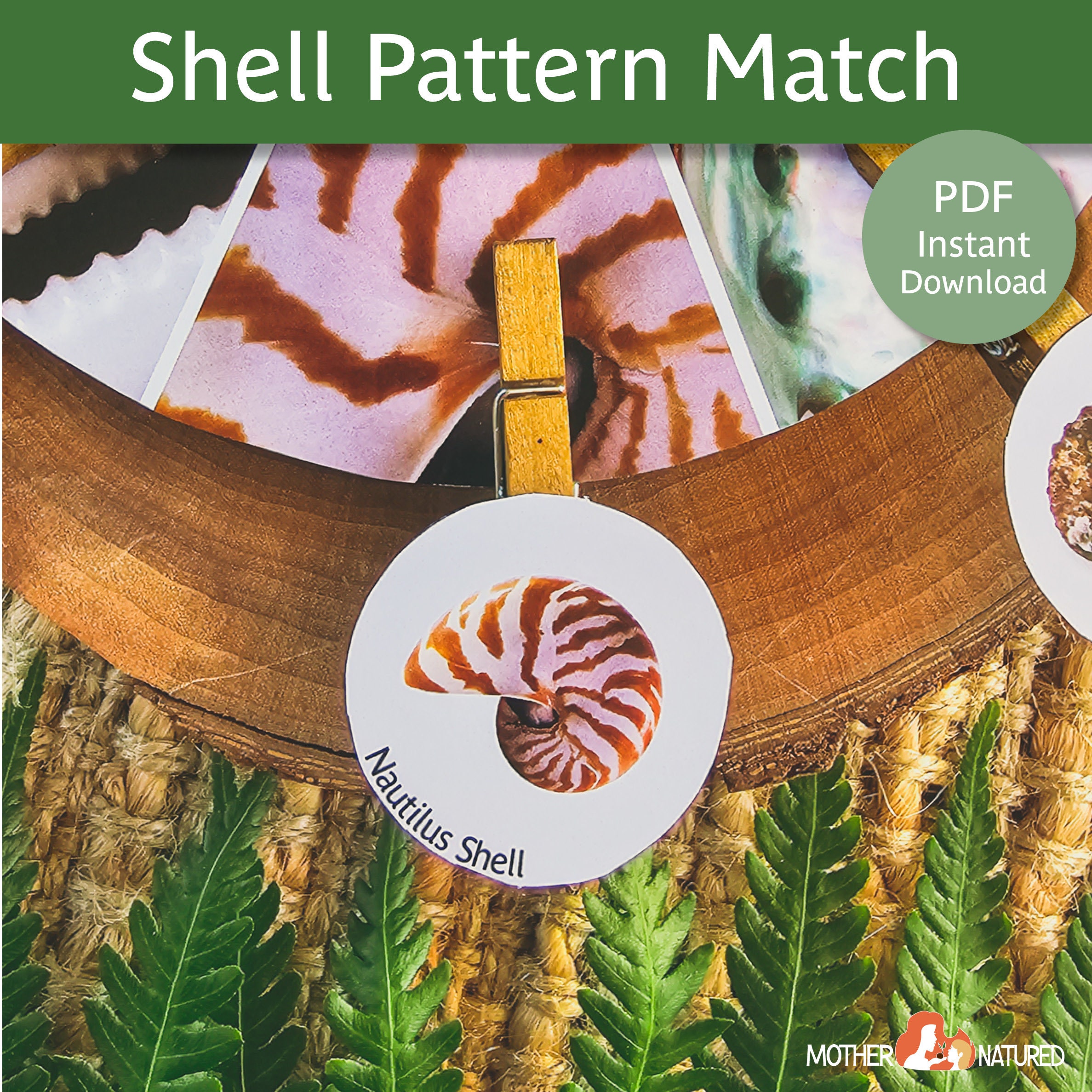 Shell Matching Activity Shell Pattern Activity Shell Study - Etsy