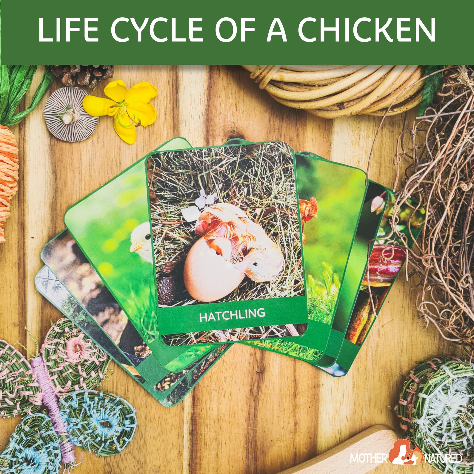 CHICKEN LIFE CYCLE Printables Life Cycle of a Chicken - Etsy