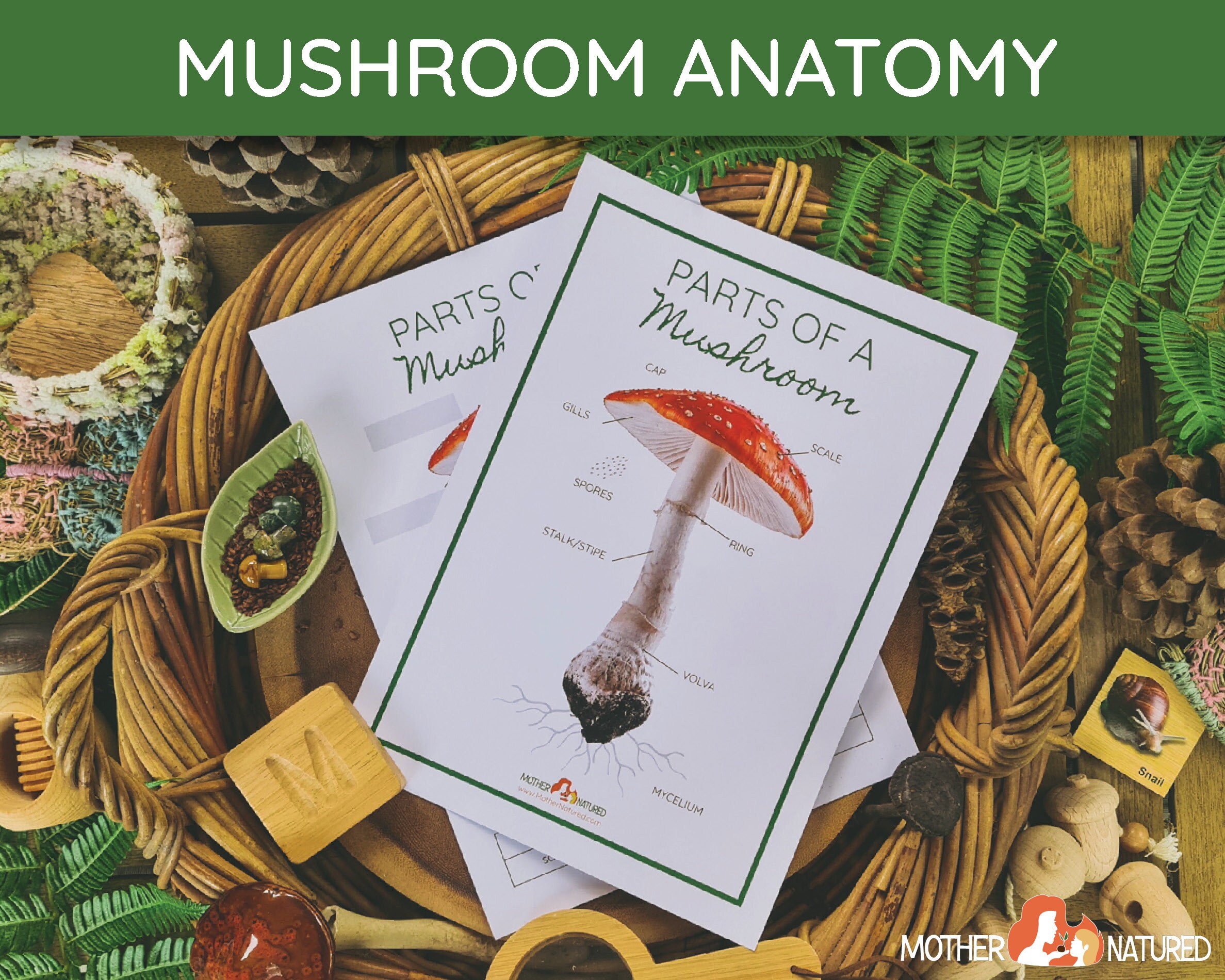Mushroom Anatomy Poster and Activity Parts of a Mushroom - Etsy