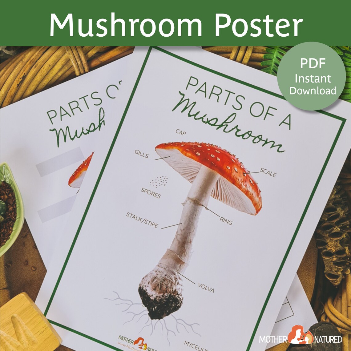Mushroom Anatomy Poster and Activity Parts of a Mushroom - Etsy
