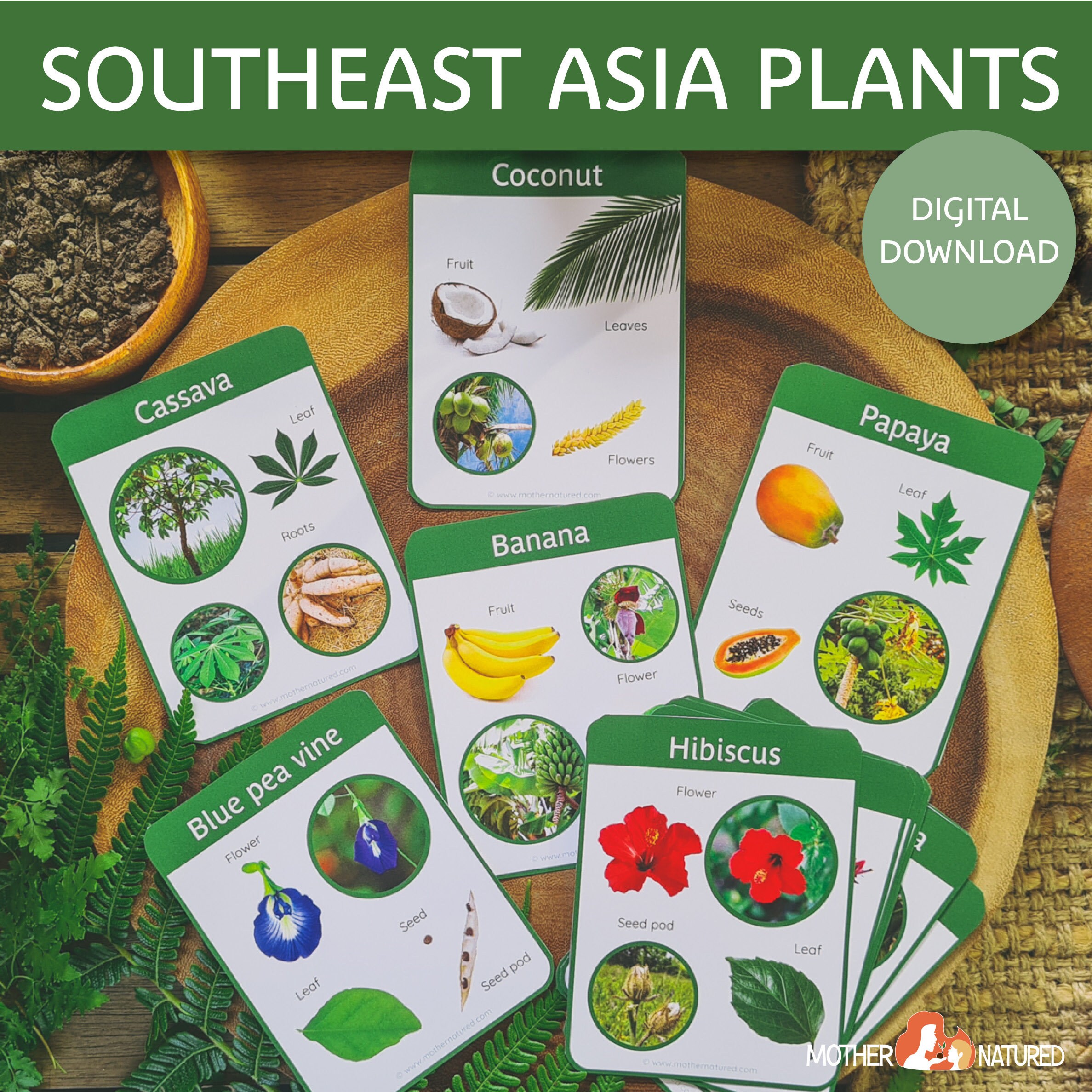 Southeast Asia Native Plant Study | South East Asia Plant Flash Cards ...