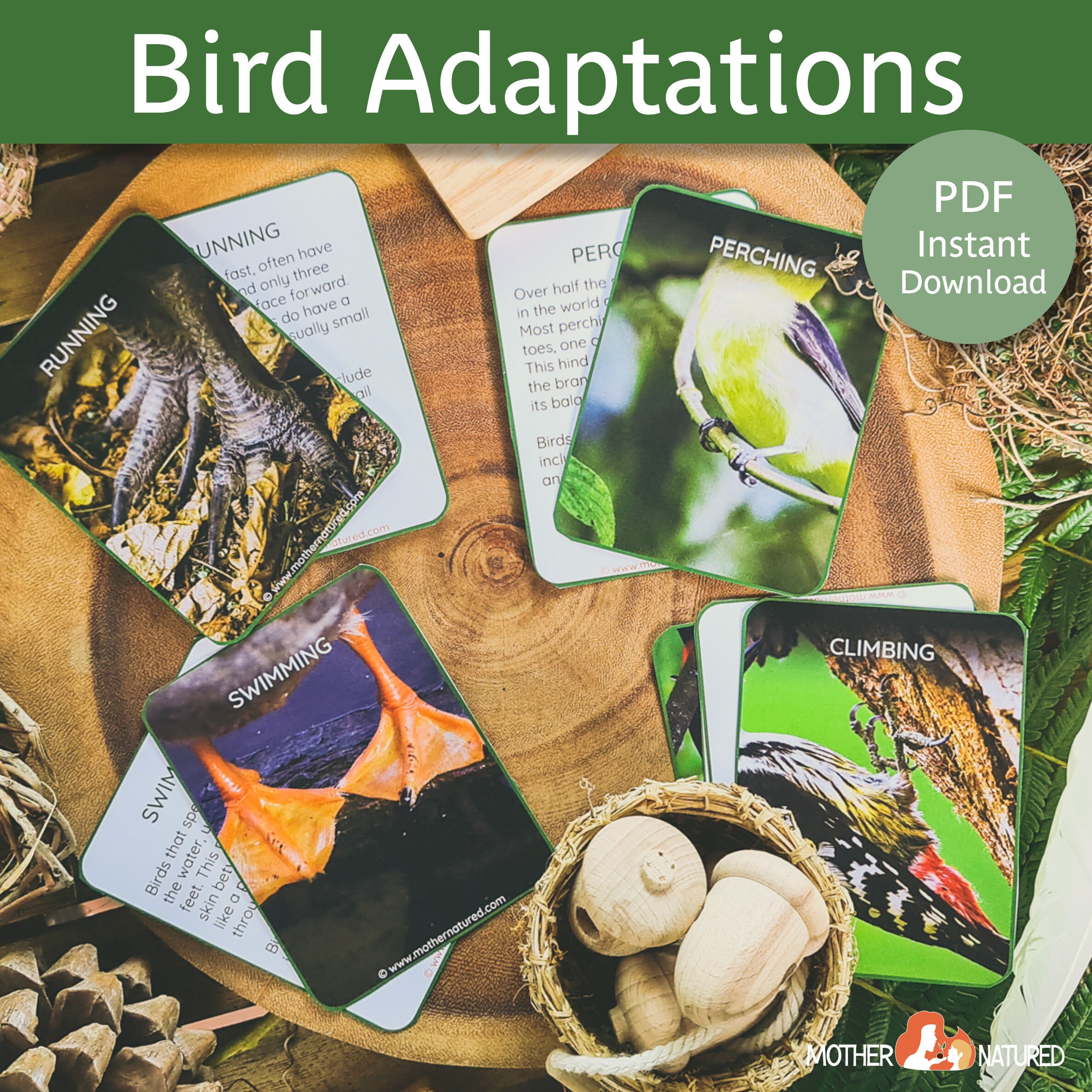 Bird Adaptation Cards Bird Beak Adaptation Cards Bird Foot Adaptation ...