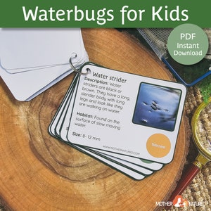 Waterbug Identification for Kids | Aquatic Macroinvertebrates for Kids ...