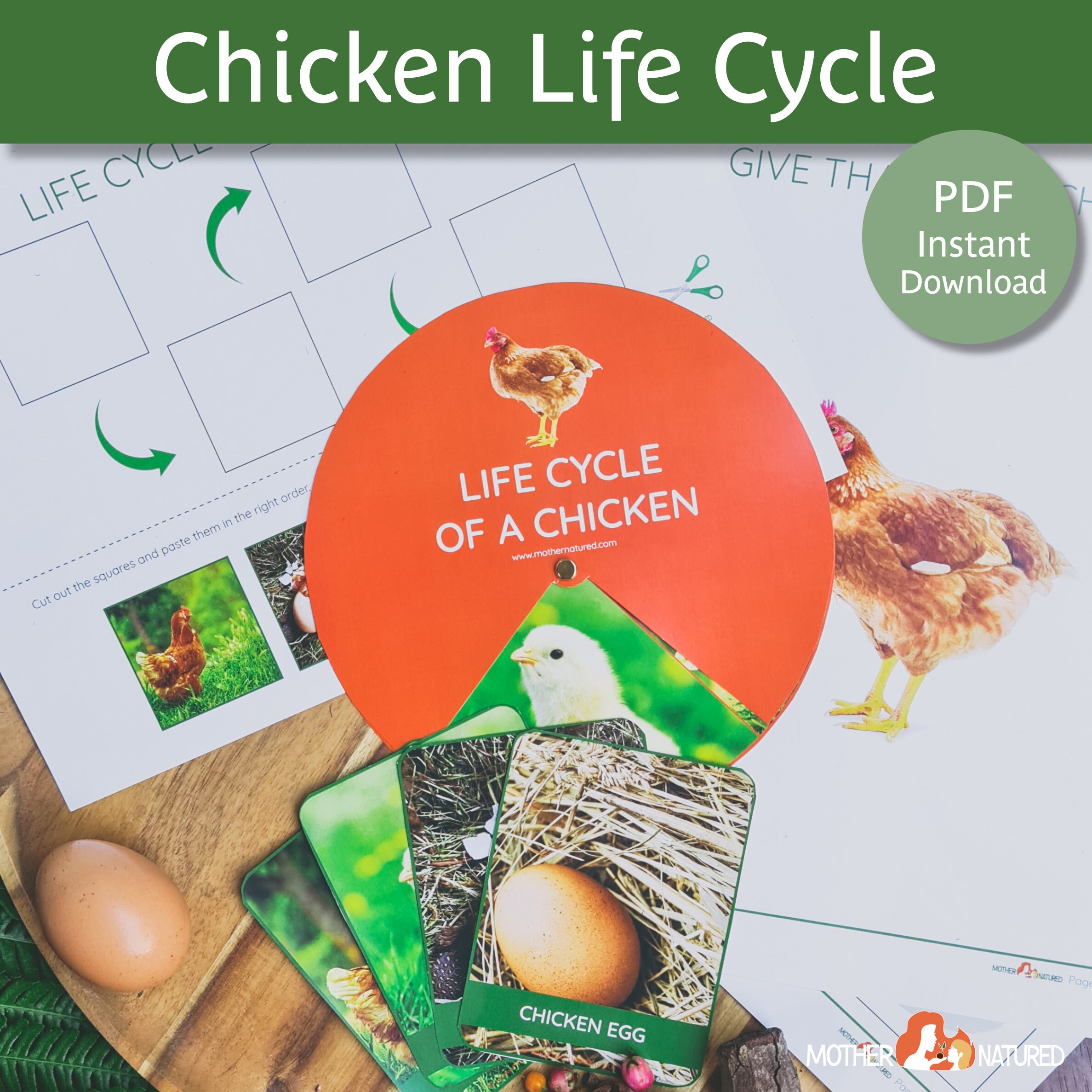 Imprimibles del CICLO DE VIDA DEL POLLO / Ciclo de vida de un - Etsy México