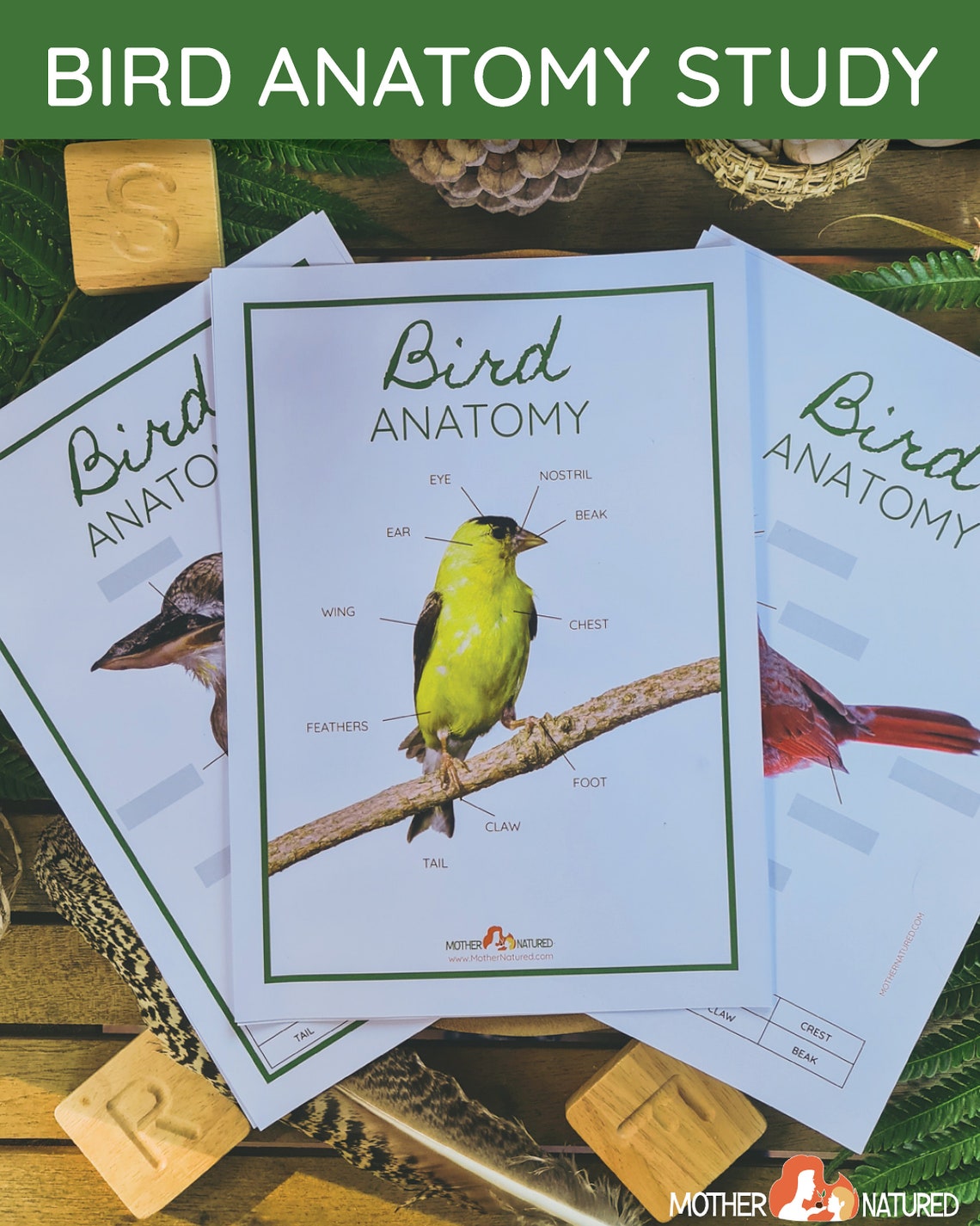Bird Anatomy Study Parts of a Bird Study Bird Anatomy - Etsy