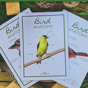 Bird Anatomy Study | Parts of a Bird Study | Bird Anatomy Printables ...