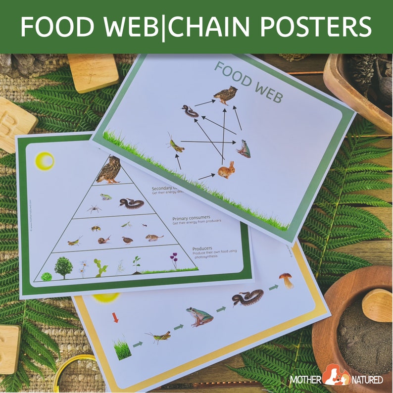 Food Chain Printables Bundle Food Web Printables Bundle - Etsy Australia