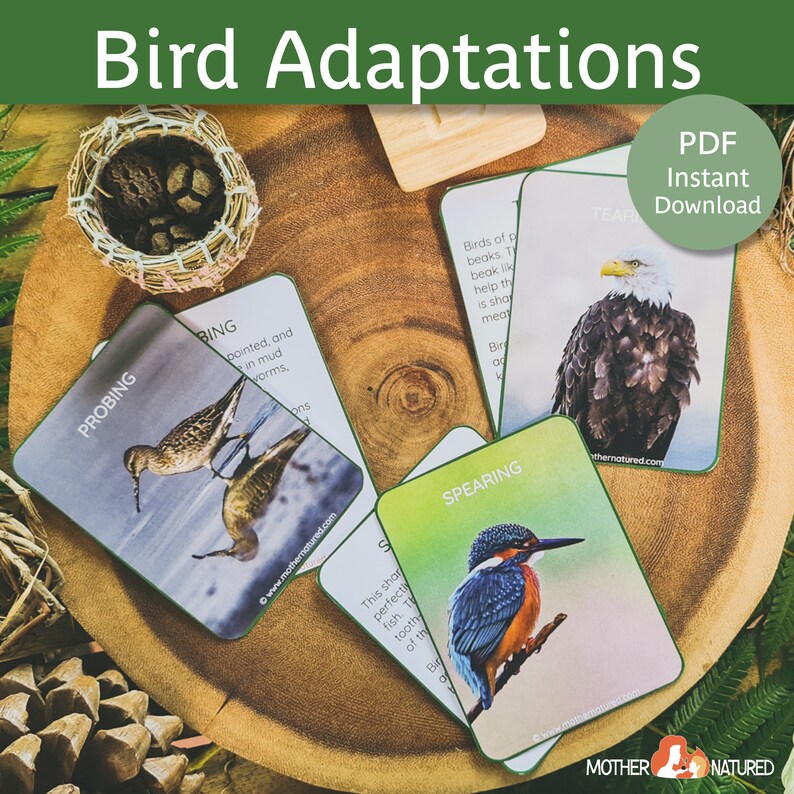 Bird Adaptation Cards | Bird Beak Adaptation Cards | Bird Foot ...