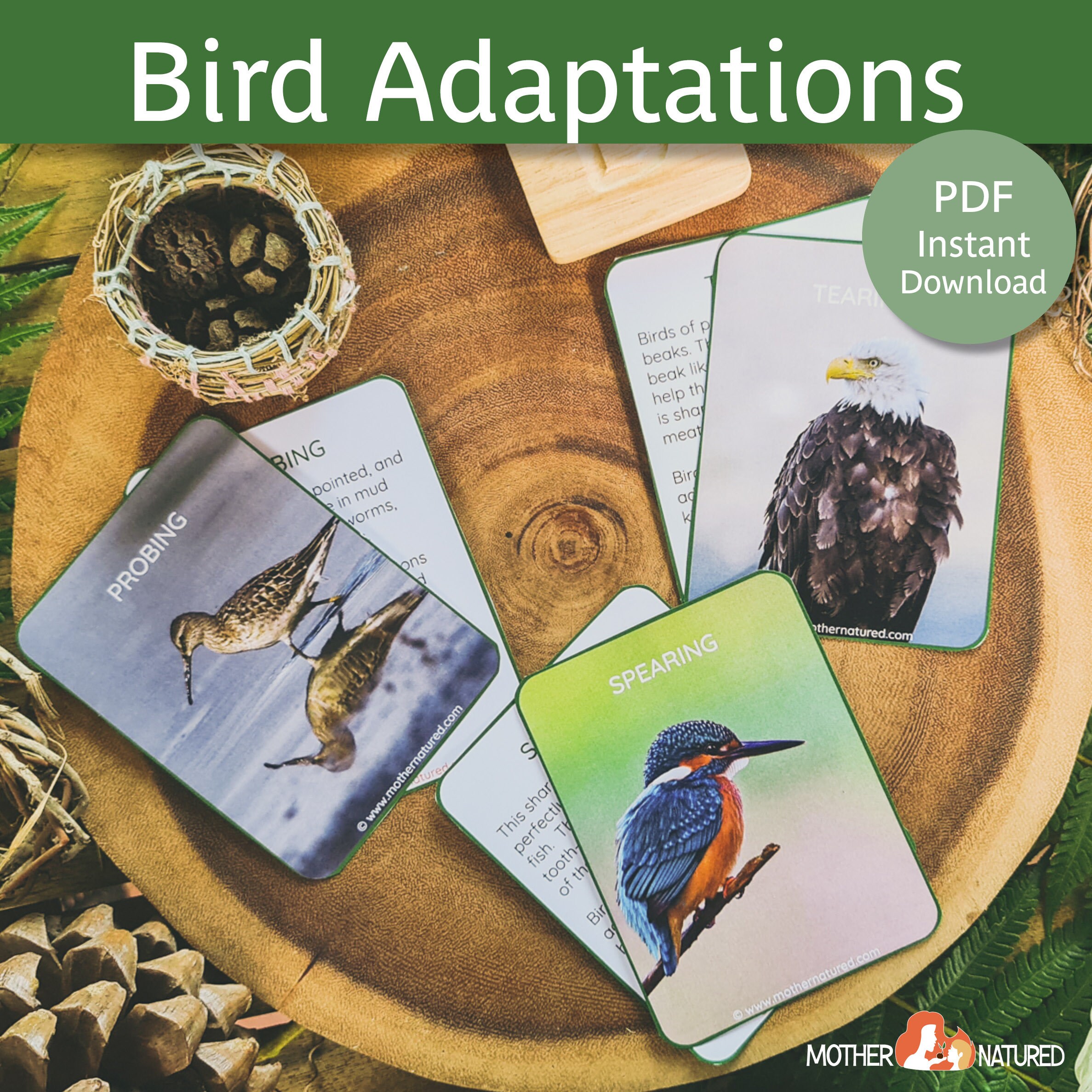 Bird Adaptation Cards | Bird Beak Adaptation Cards | Bird Foot ...