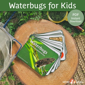 Waterbug Identification for Kids | Aquatic Macroinvertebrates for Kids ...