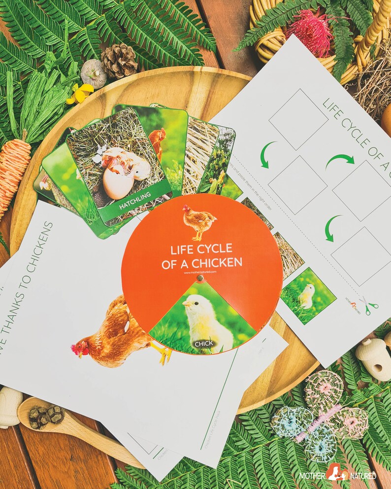 CHICKEN LIFE CYCLE Printables Life Cycle of a Chicken | Etsy