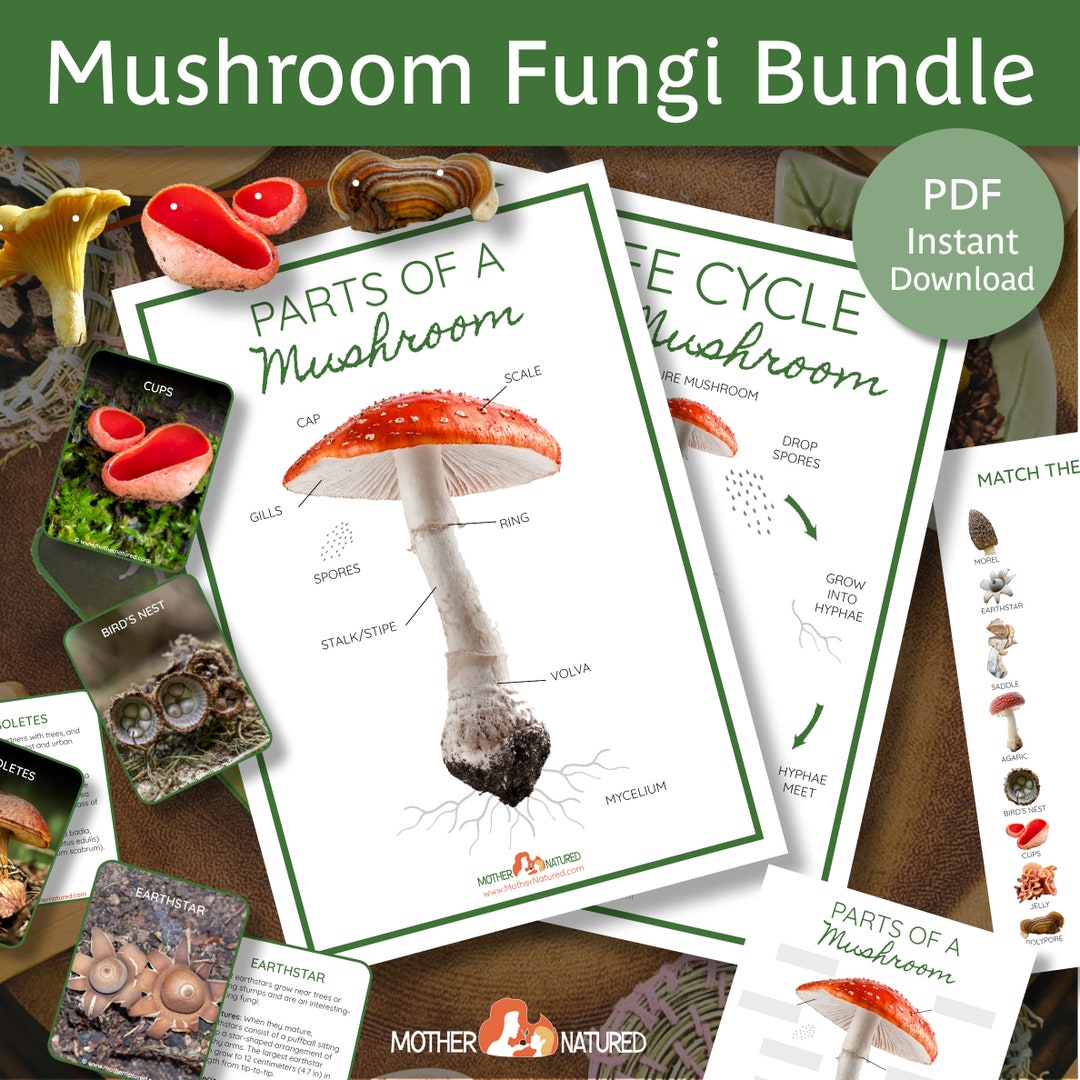 Fungi Study Bundle | Mushroom Study Bundle | Fungi Printables ...