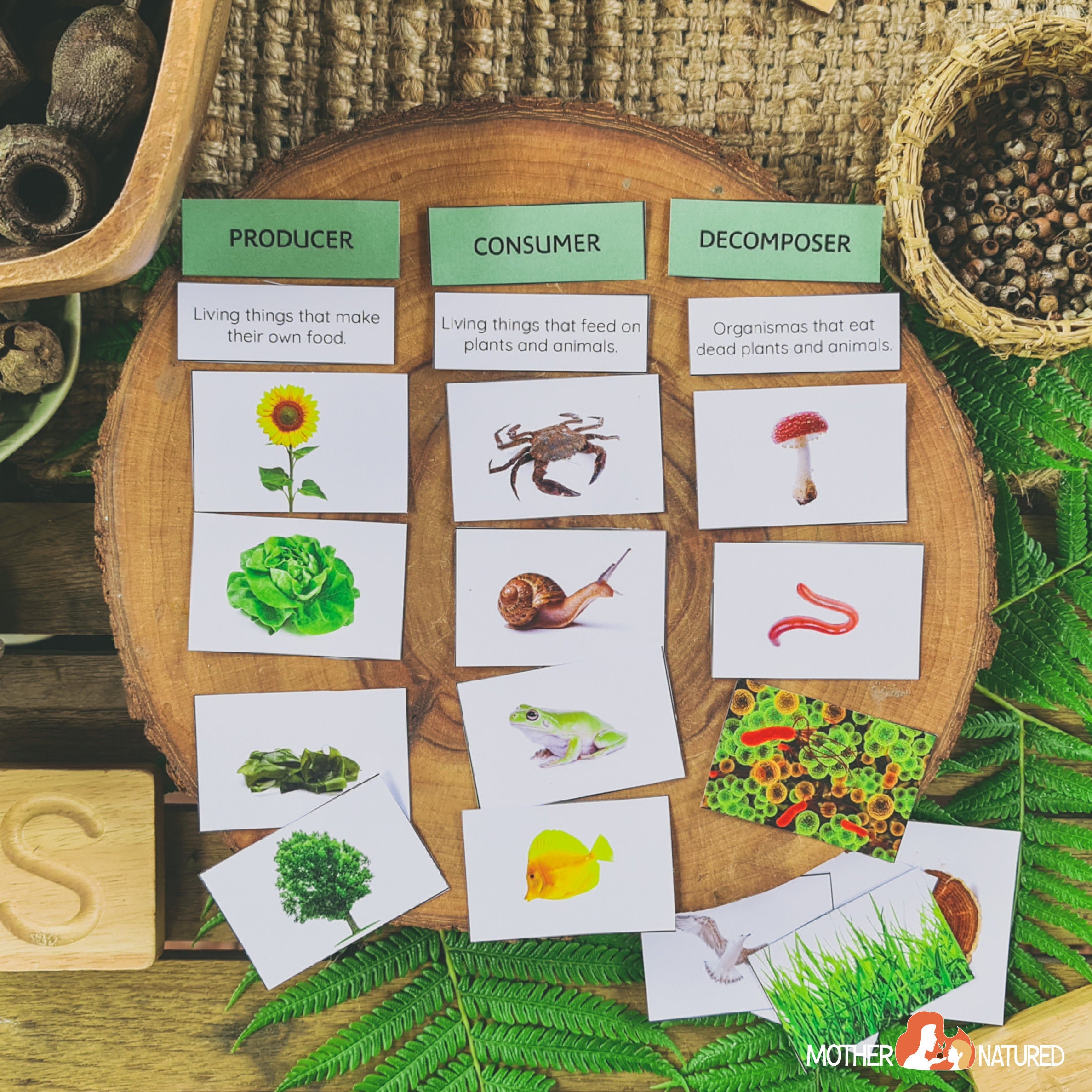 Food Chain Sorting Activity Sort the Producers Consumers - Etsy