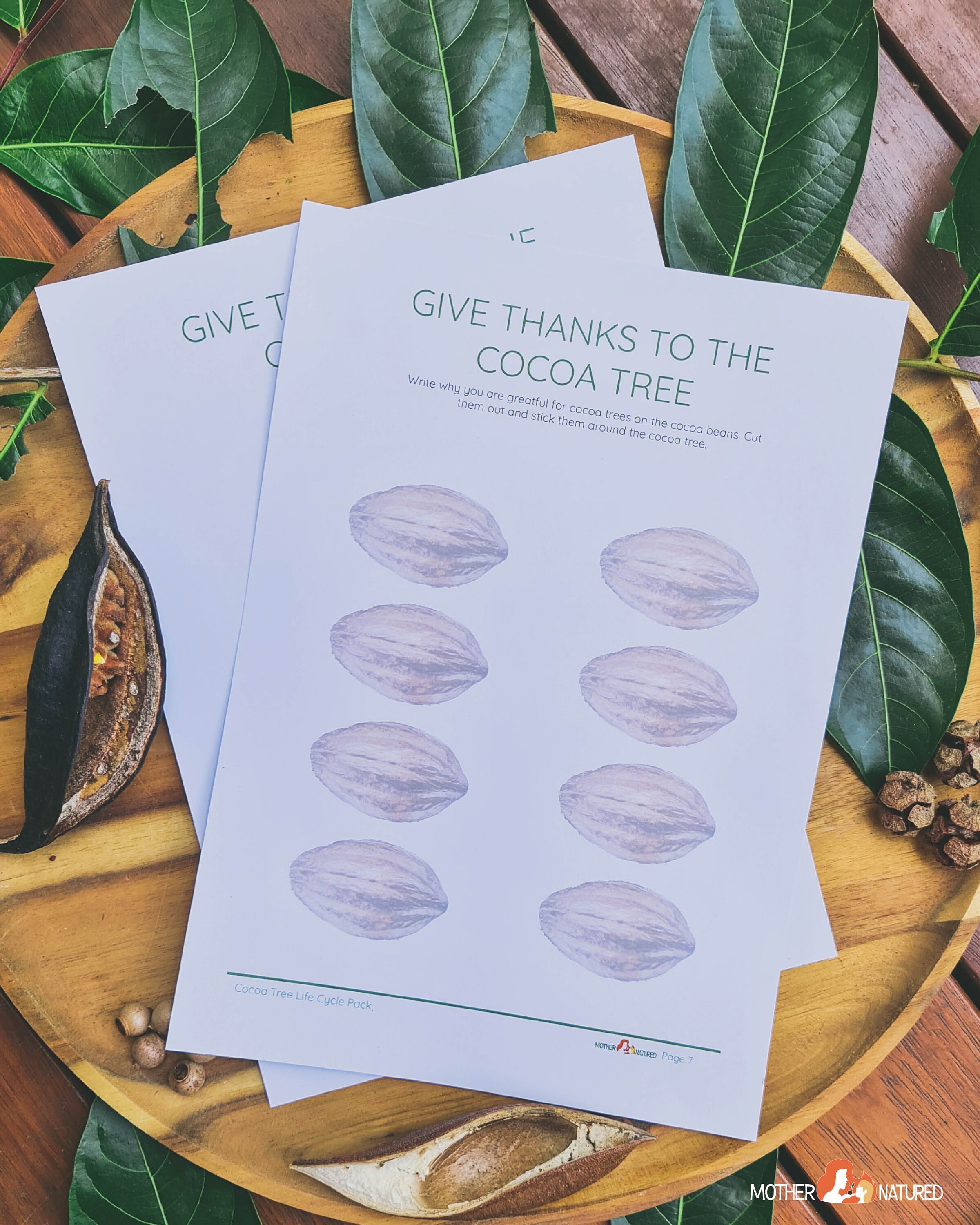 Cocoa Tree Life Cycle Chocolate Activity Chocolate Printable Chocolate ...