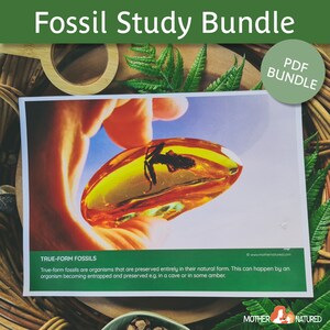 FOSSIL Printables for Kids | Fossil Bundle | Dinosaur Digital Download ...