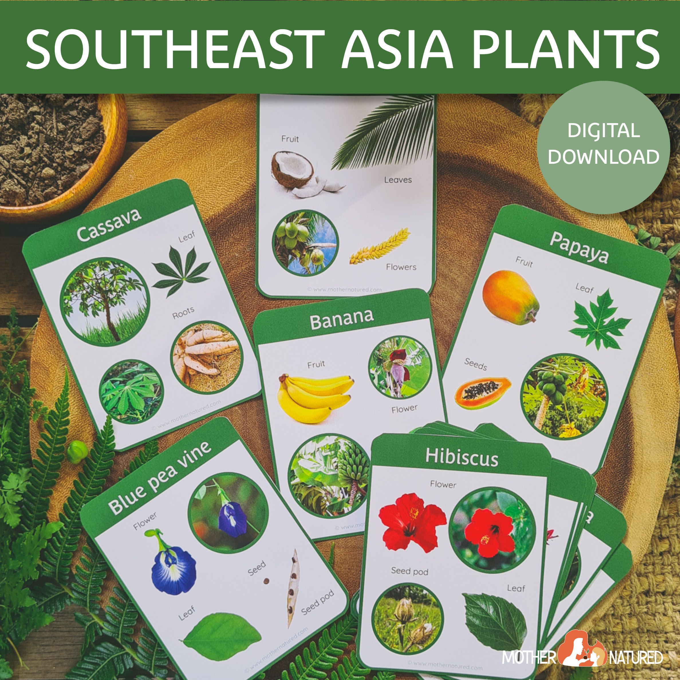 Southeast Asia Native Plant Study | South East Asia Plant Flash Cards ...