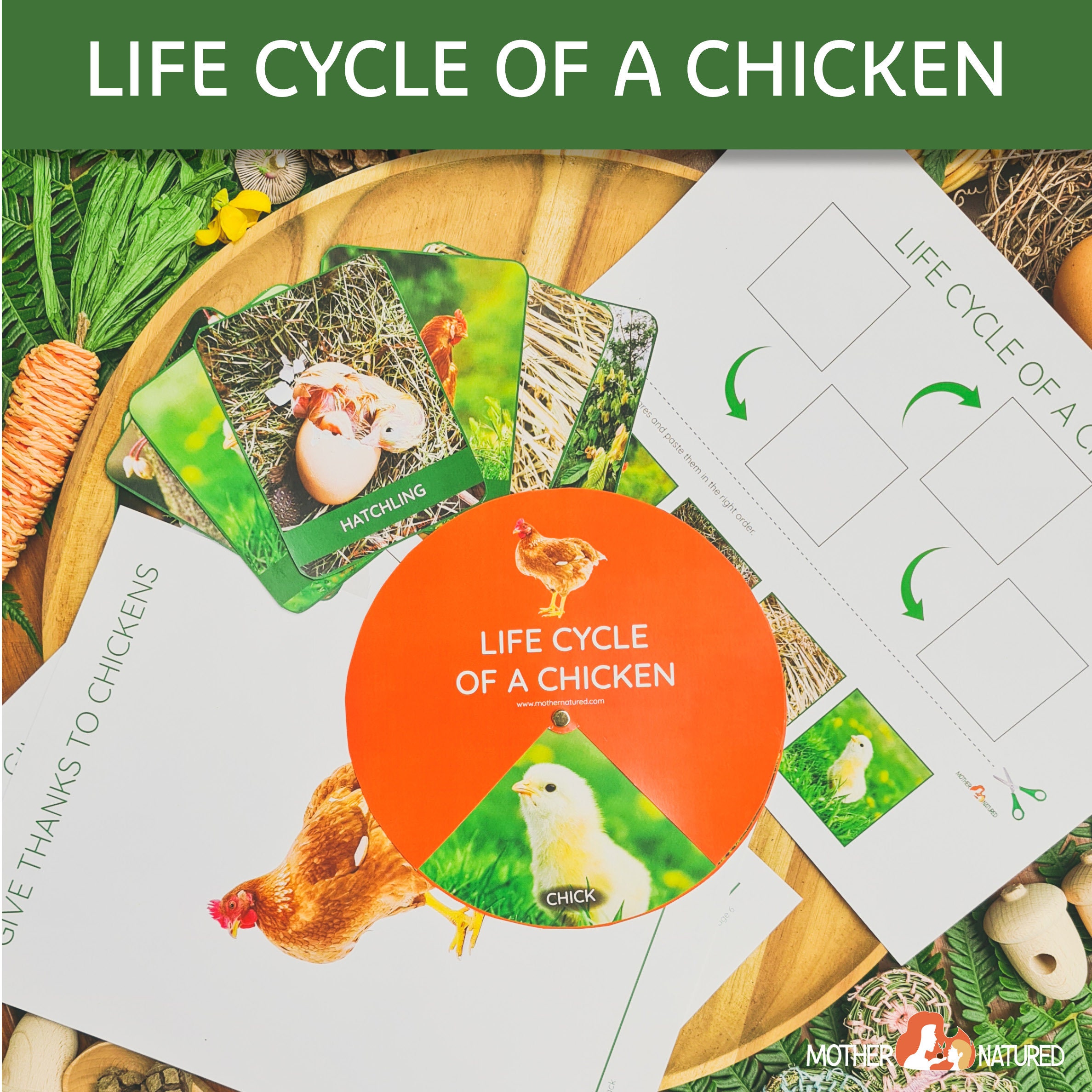 CHICKEN LIFE CYCLE Printables Life Cycle of a Chicken - Etsy