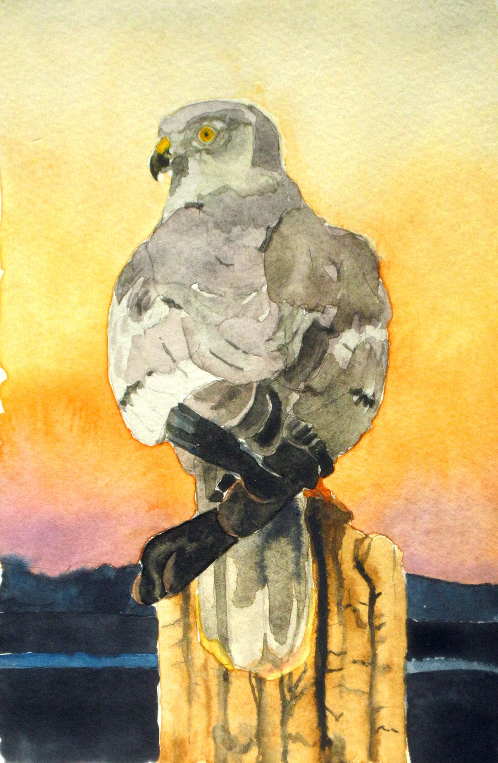 Hen Harrier. Original Watercolour Painting, Signed by the Artist ...