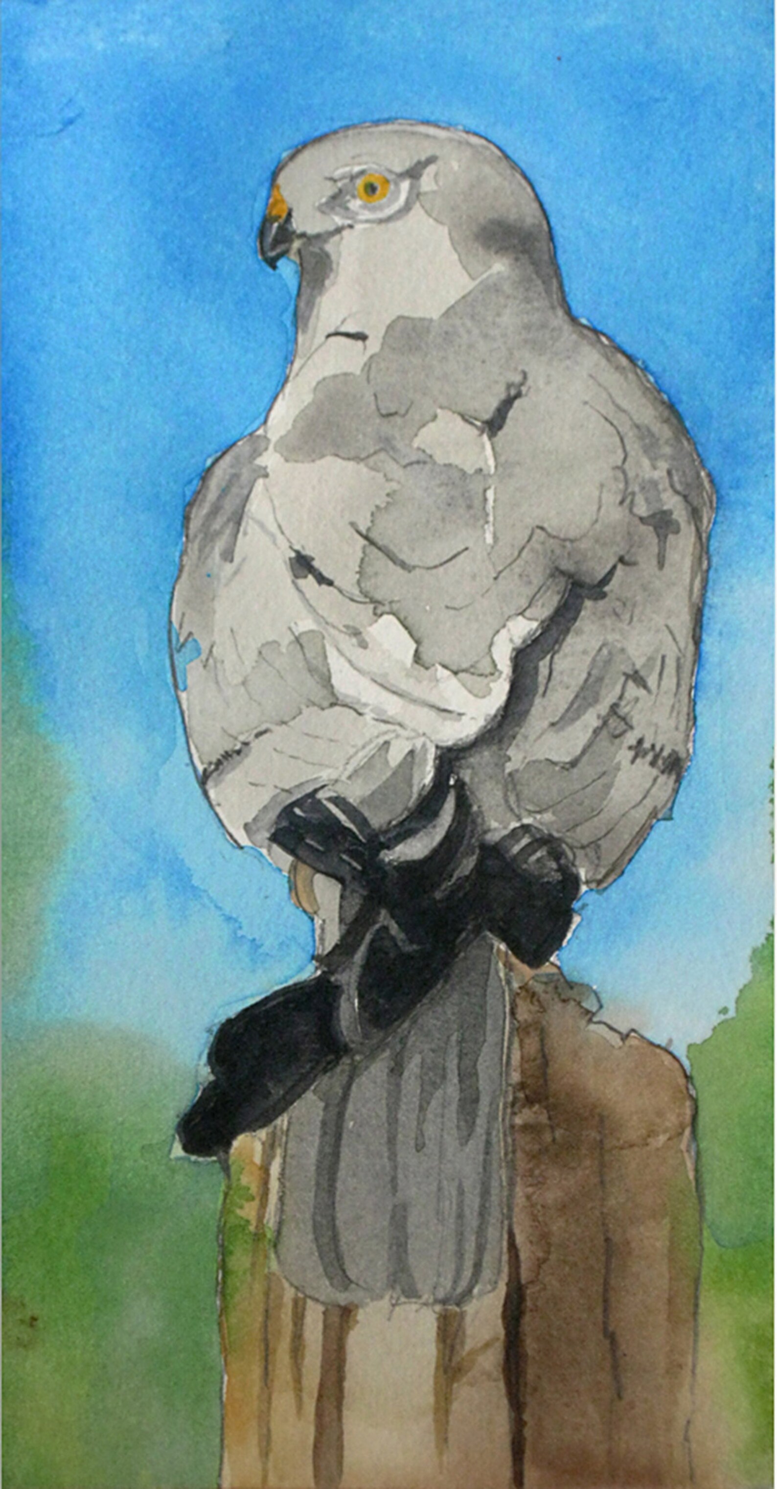 Hen Harrier. Original Watercolour Painting of a Bird of Prey. Signed by ...
