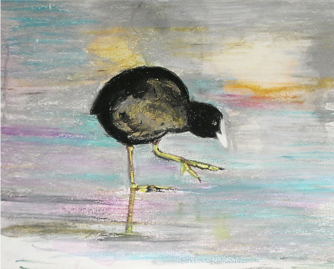 Wading Coot. Original Painting in Watercolour and Oil Pastels, Signed ...