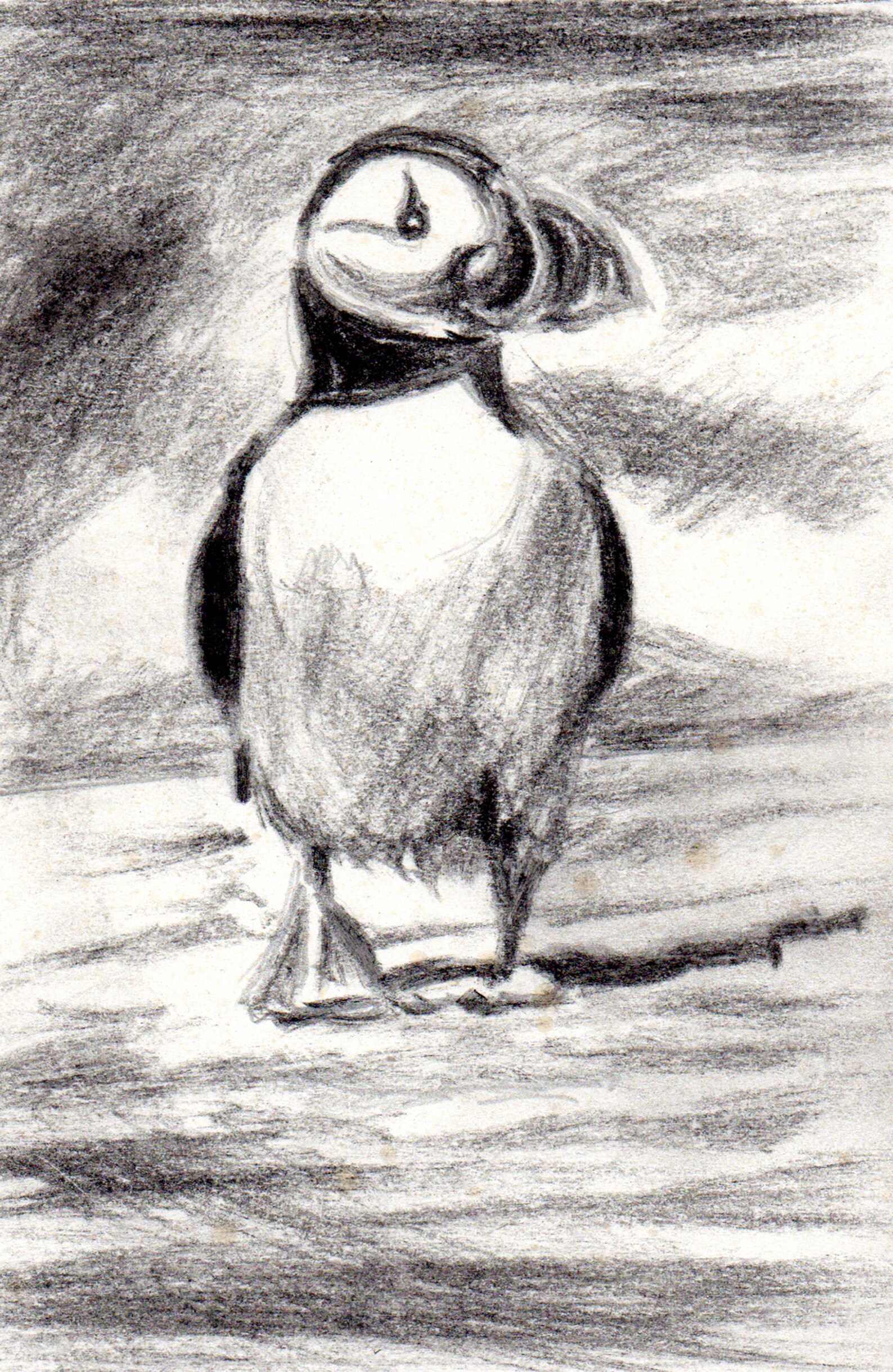 Puffin Walking. Original Pencil Drawing, Signed by the Artist - Etsy