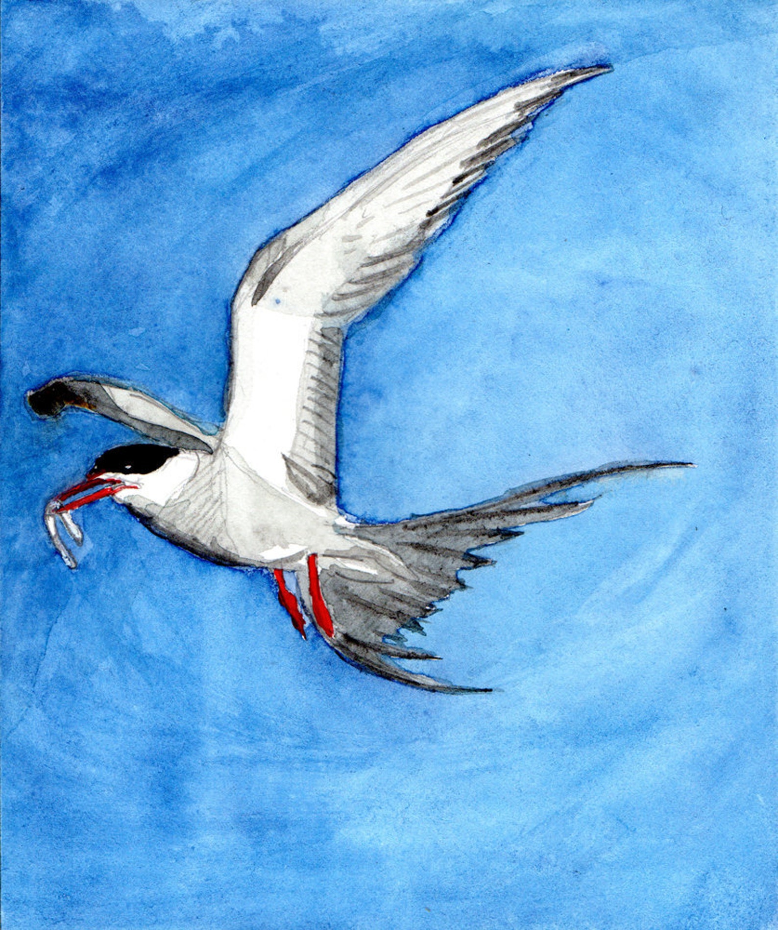 Arctic Tern. Original Watercolour Painting. - Etsy