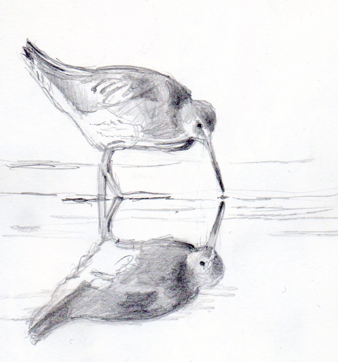 Redshank. Original Pencil Drawing, Signed by the Artist - Etsy