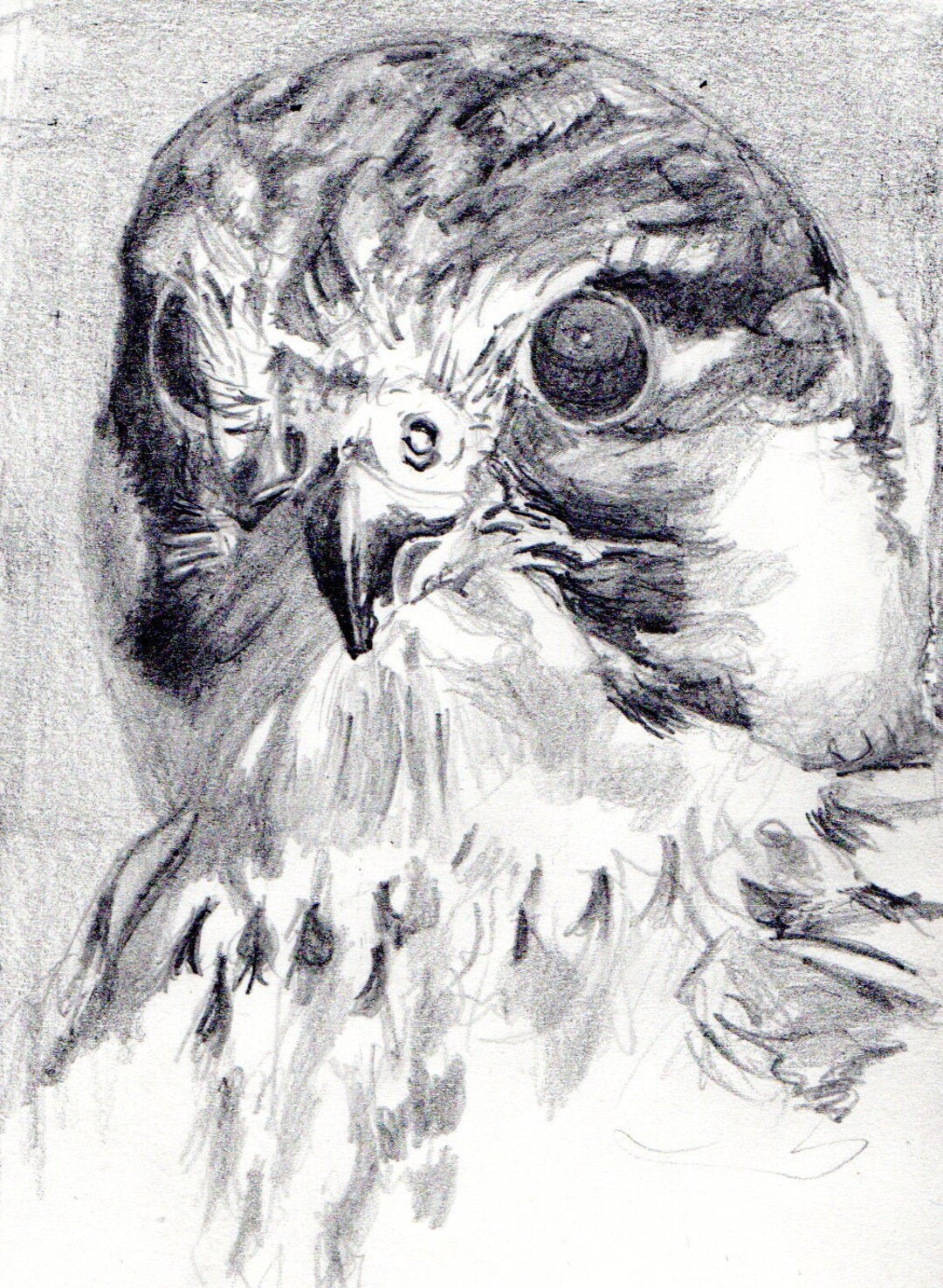 Hobby. Original Pencil Drawing of a Falcon. - Etsy