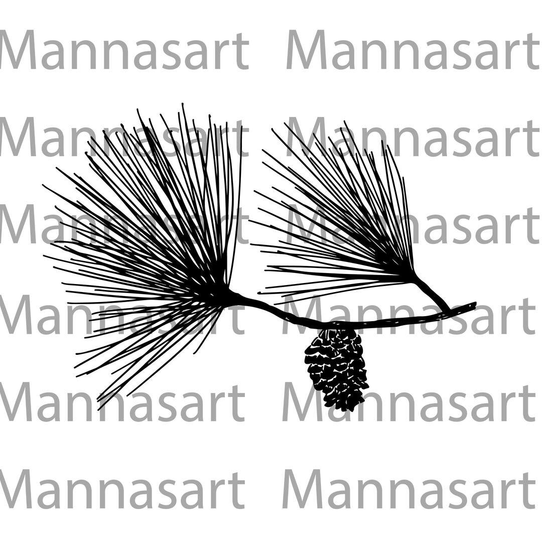 Slash Pine Graphic pinus Elliottii for Presentations - Etsy