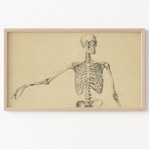 Frame TV Art File, Frame TV Art, Skeleton, Vintage Anatomical Drawing ...