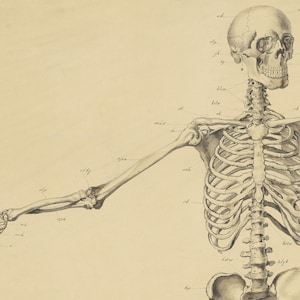 Frame TV Art File, Frame TV, Halloween Frame TV, Set of Four, Bats ...