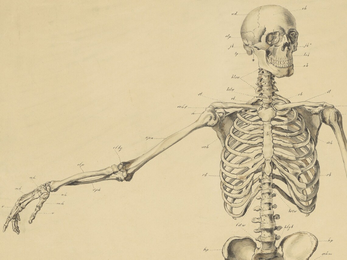 Frame TV Art File Frame TV Art Skeleton Vintage Anatomical | Etsy